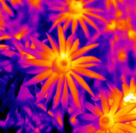 The evolution of floral thermoregulatory traits across an elevation ...